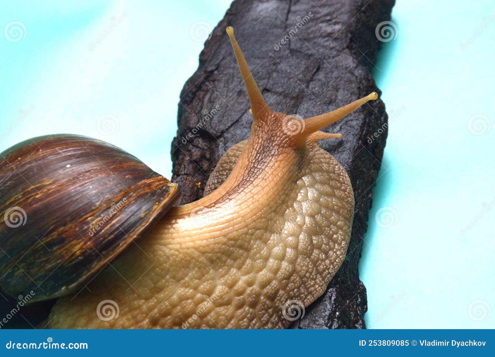 Giant African Snail Achatina Stock Image Image Of Cosmetology Hand