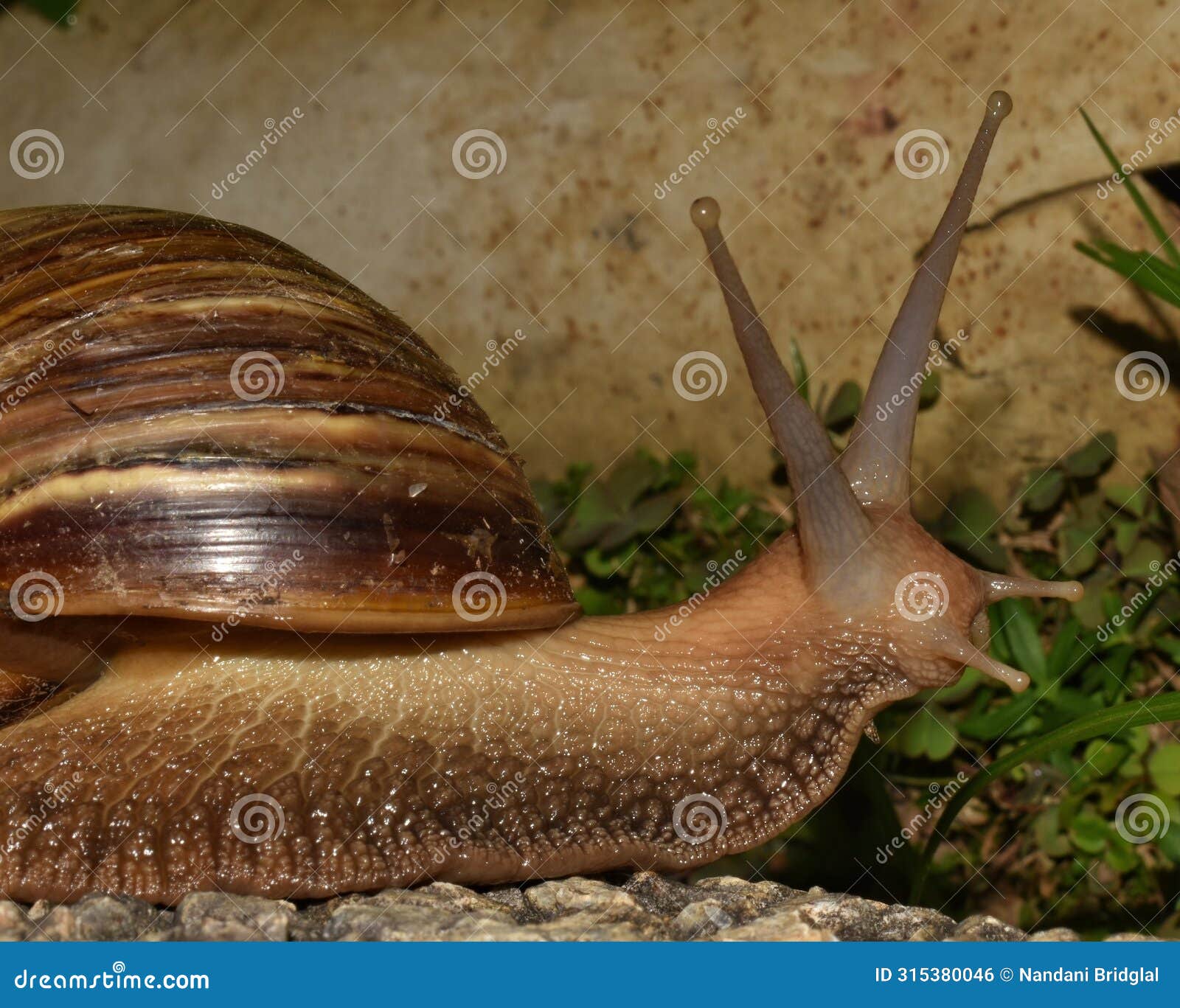 Giant African Snail stock photo. Image of agriculture - 315380046 Giant African Snail stock photo. Image of agriculture - 315380046