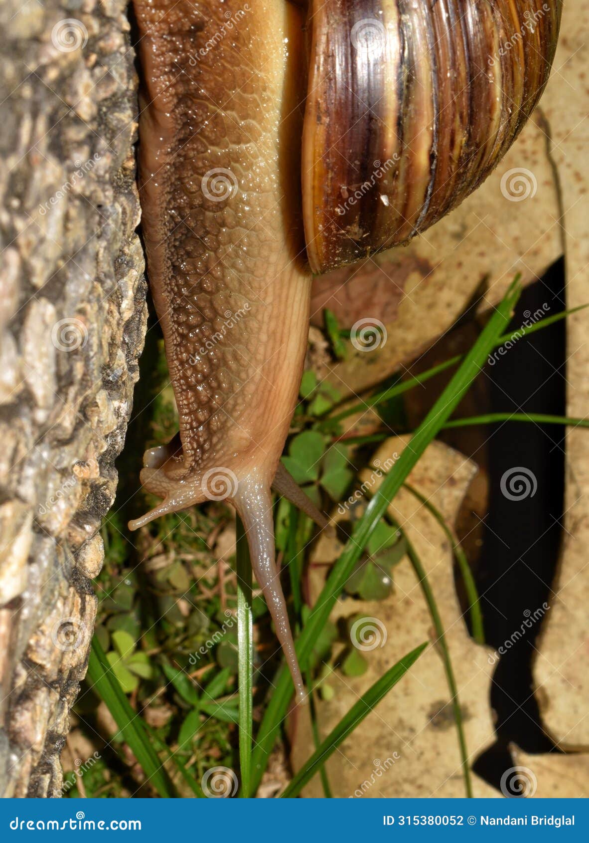 Giant African Snail stock photo. Image of escargot, color - 315380052 Giant African Snail stock photo. Image of escargot, color - 315380052