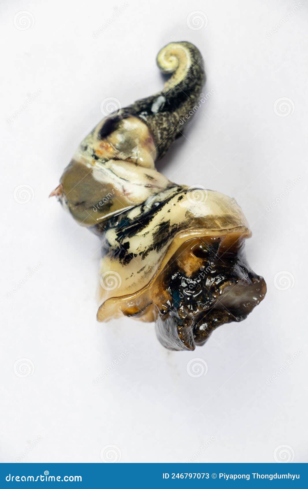 Giant African Snail in the Laboratory. Stock Image - Image of columella ...