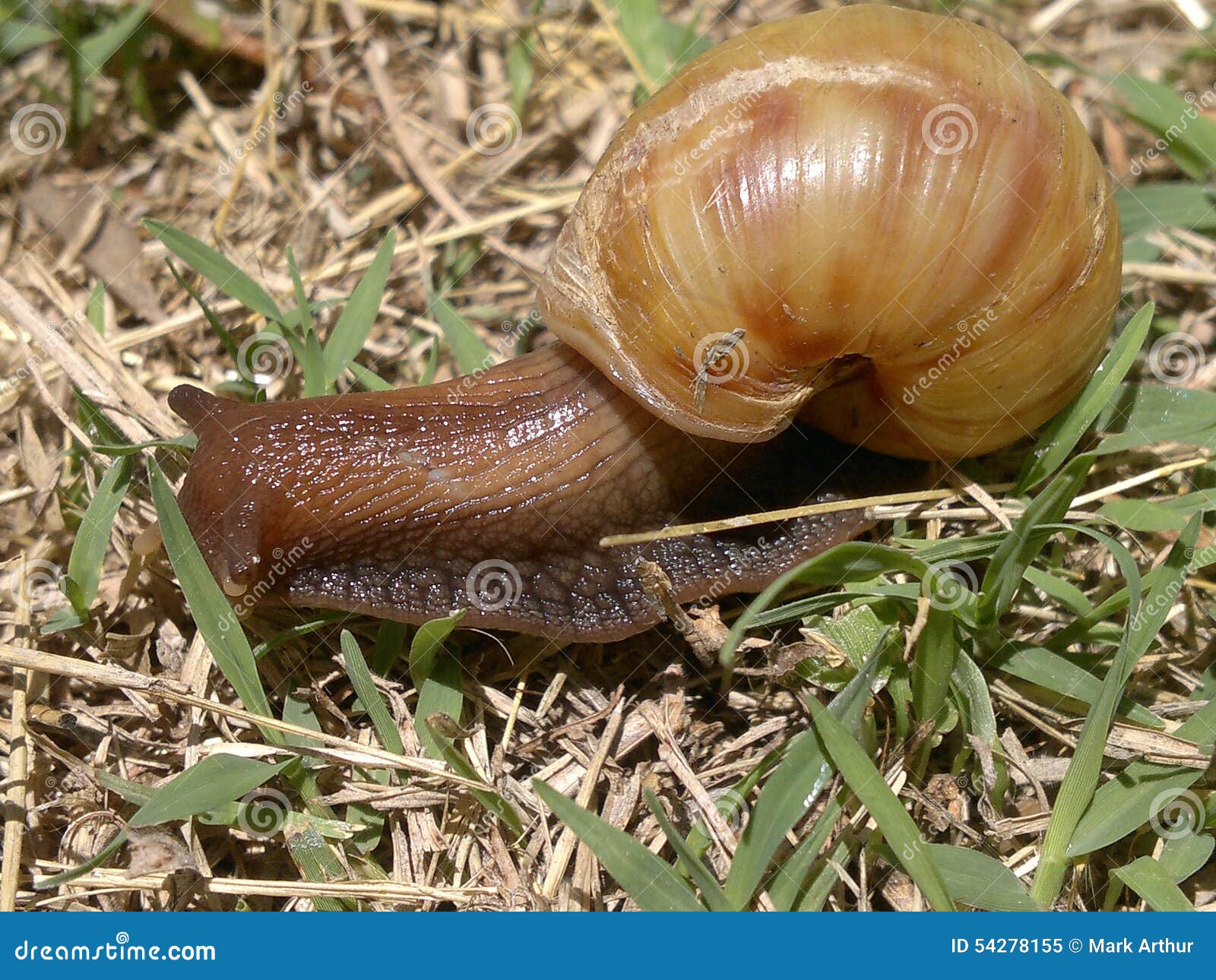 Giant African Snail stock image. Image of shell, grass - 54278155