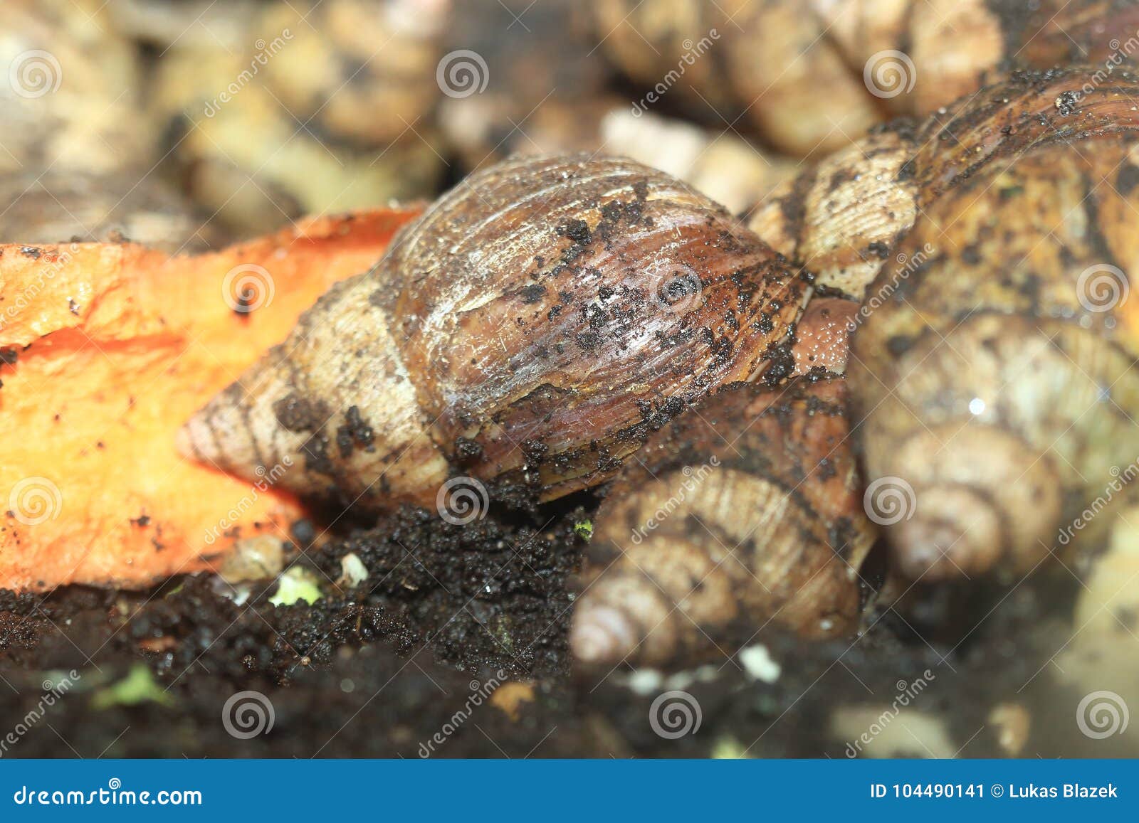 Giant african snail stock image. Image of africa, animal - 104490141