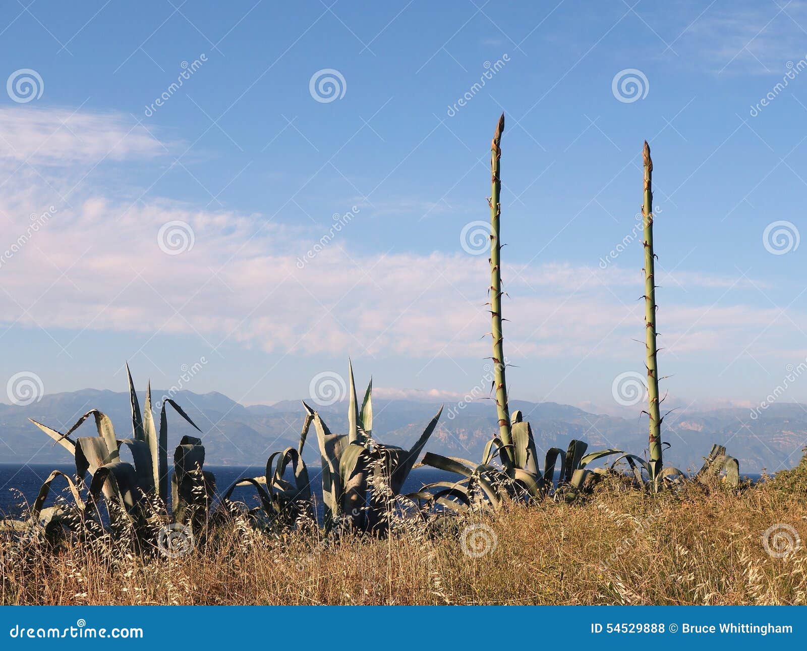 Giant Agave Cactus Stems stock photo. Image of noxious - 54529888