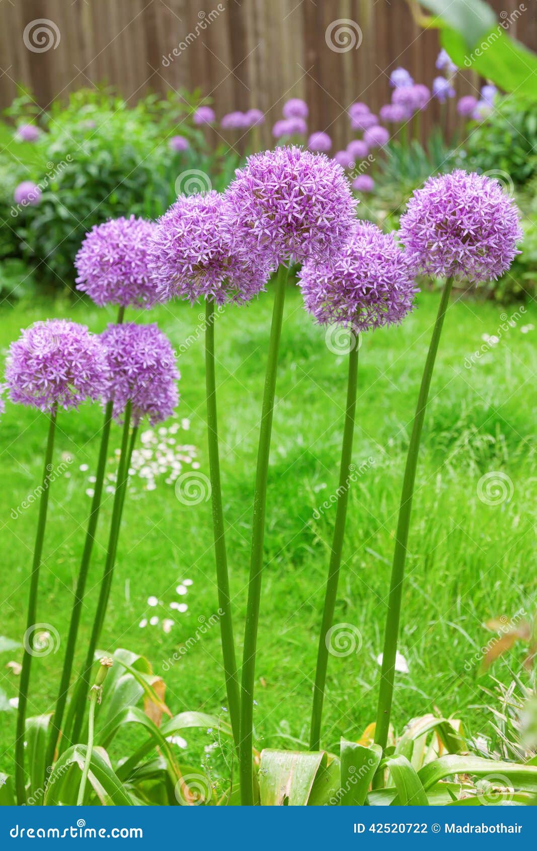 Giant Allium stock photo. Image of meadow, flourish, flowers - 42520722