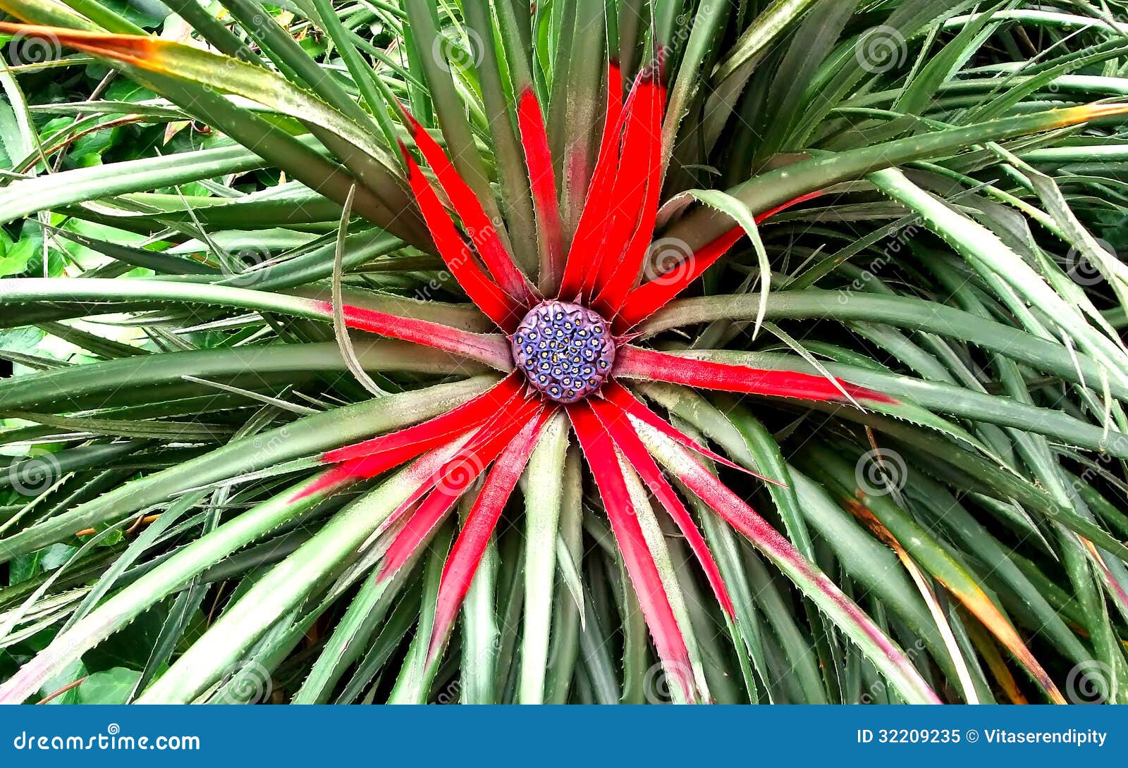 Giant aloe flower stock image. Image of center, wild - 32209235