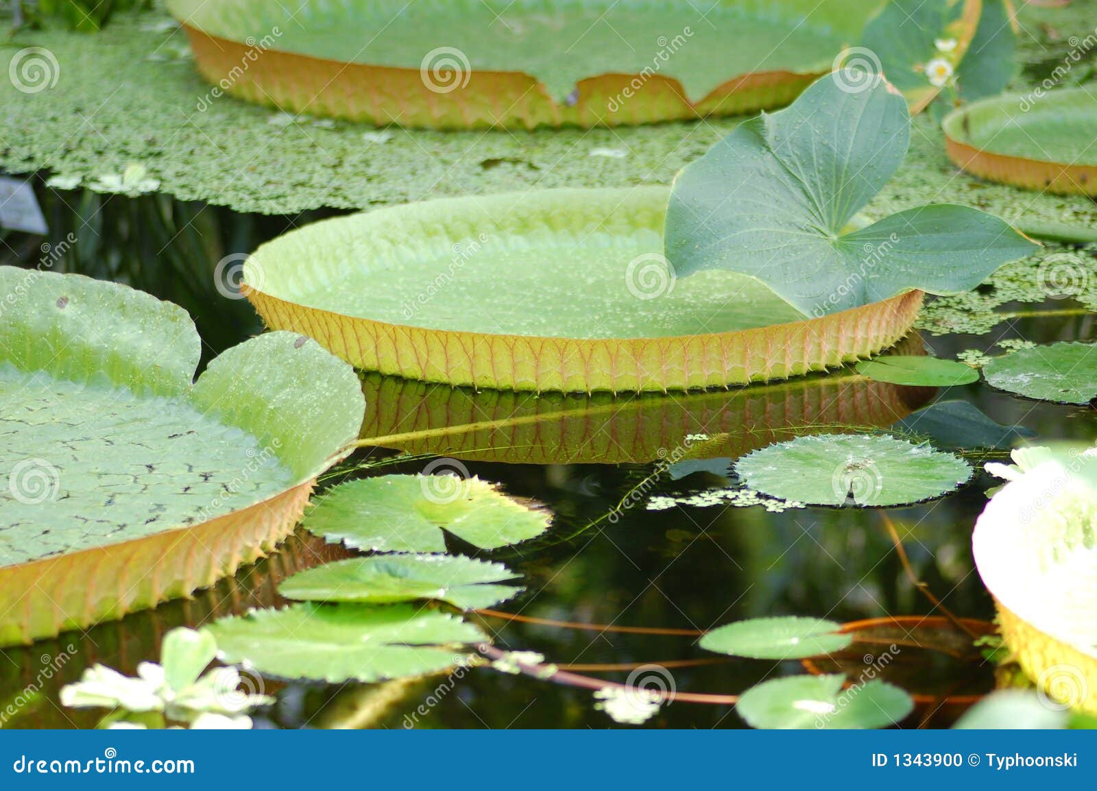 Giant Amazon water lily stock photo. Image of tropical - 1343900