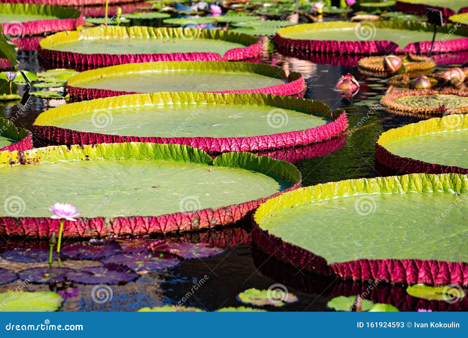Giant Amazon Water Lily Closeup at the Pond Stock Image - Image of ...