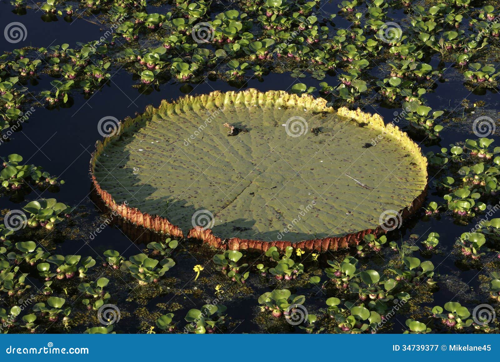Giant Amazon Water Lily, Victoria Amazonica Stock Photo | CartoonDealer ...