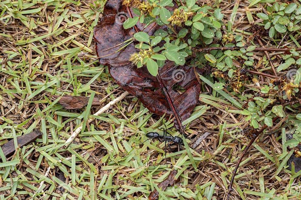 Giant Amazonian Ant stock photo. Image of hymenopteran - 309080238