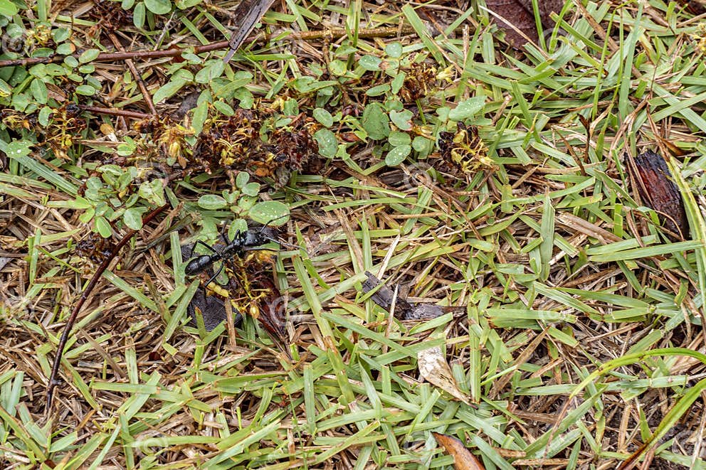 Giant Amazonian Ant stock photo. Image of grass, wildlife - 309080262