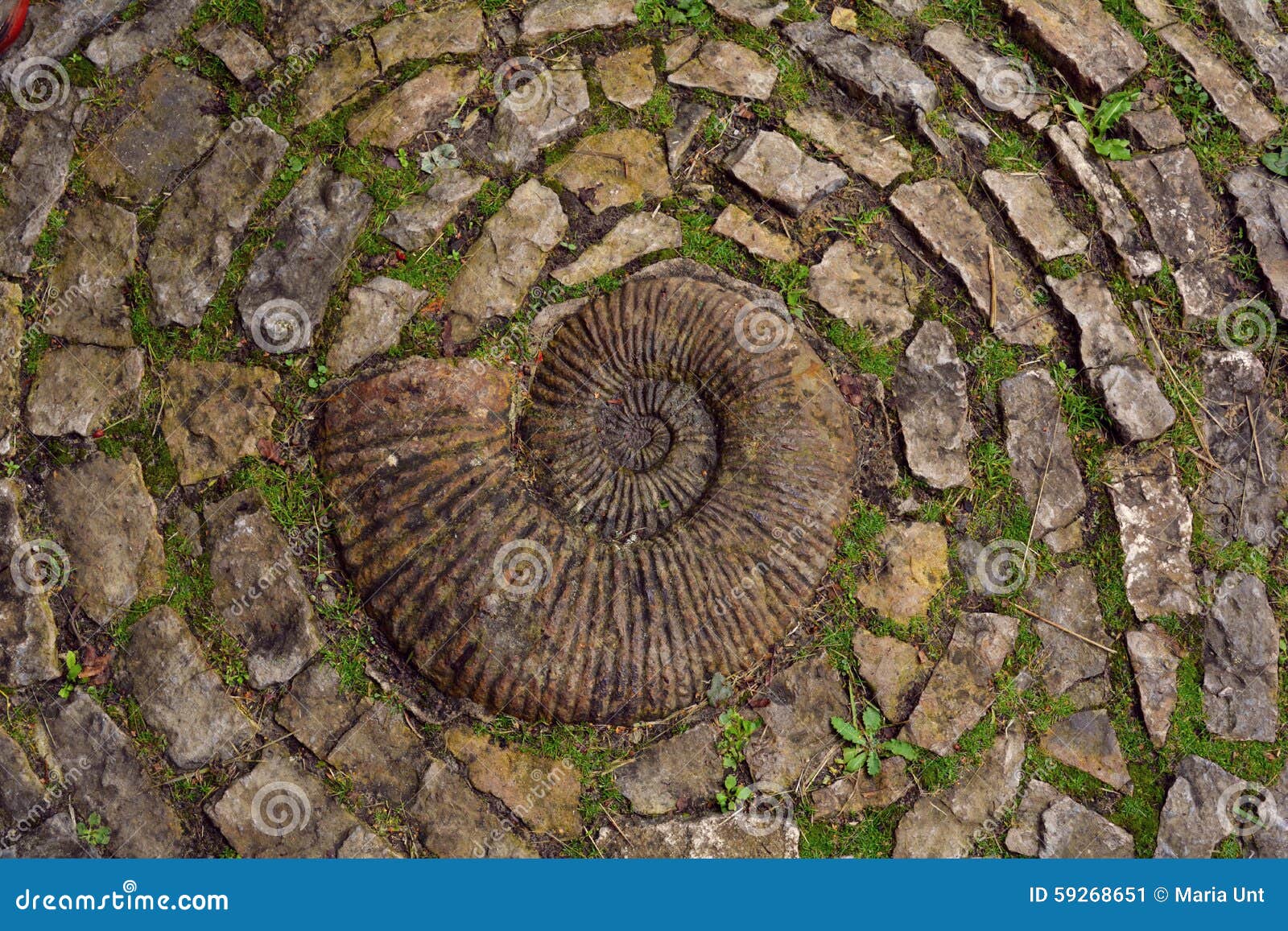 Giant ancient fossil stock image. Image of arthur, artificial - 59268651