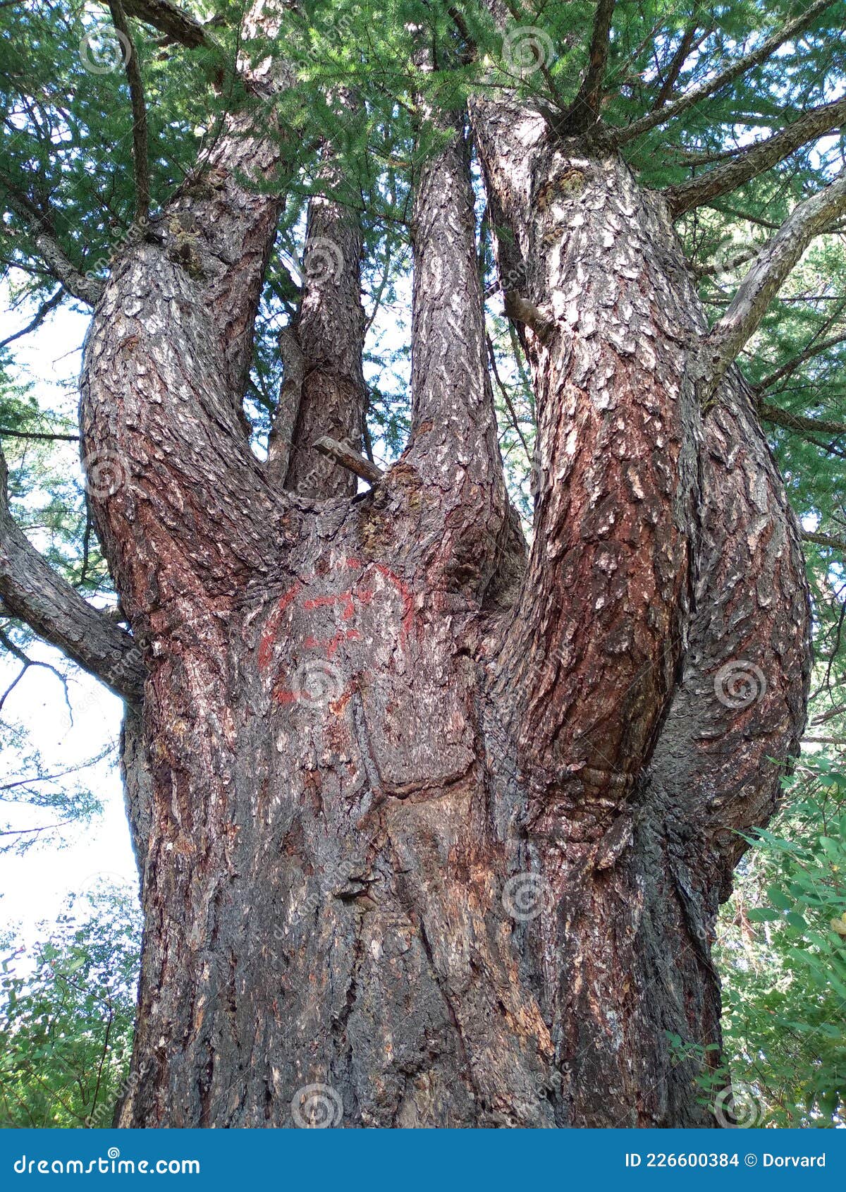 Giant ancient larch stock photo. Image of bark, forest - 226600384