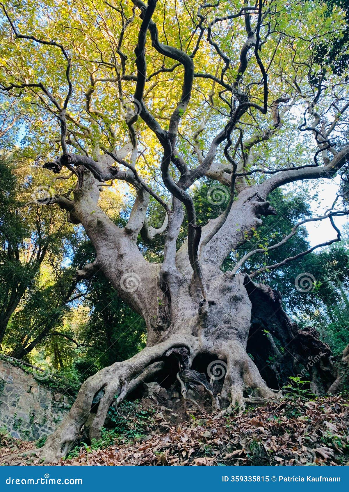 The Thousand-year-old Plane Tree of Curinga Stock Image - Image of ...