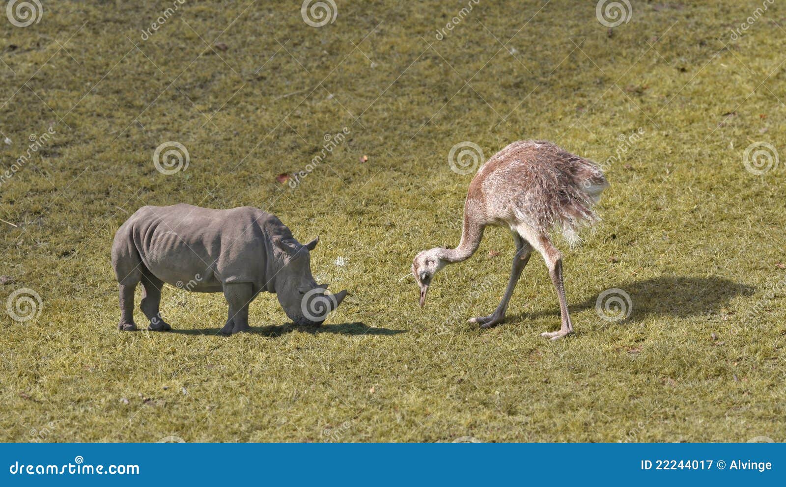 Giant Animals stock image. Image of grazing, rhinoceros - 22244017