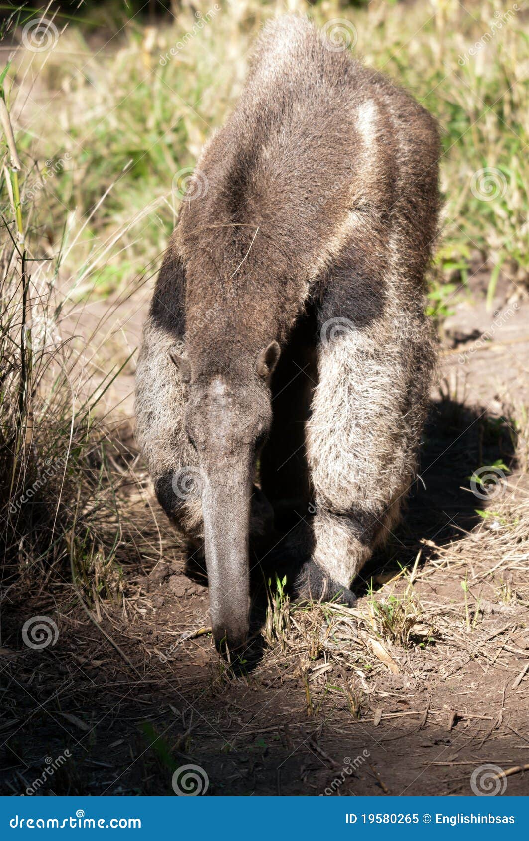 Giant ant eater stock image. Image of outdoors, america - 19580265
