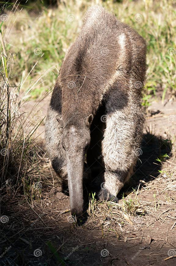 Giant ant eater stock image. Image of outdoors, america - 19580265