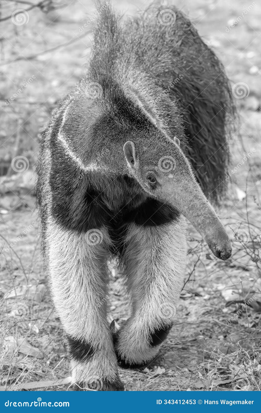 Giant Ant Eater Walking in am Open Field Stock Image - Image of nose ...