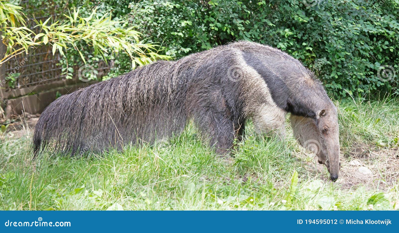 Giant ant eater walking stock photo. Image of field - 194595012