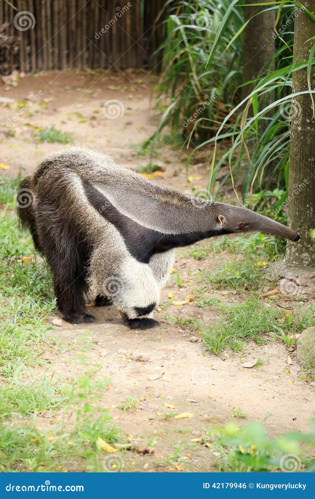 Giant ant eater walking stock photo. Image of field, gray - 42179946