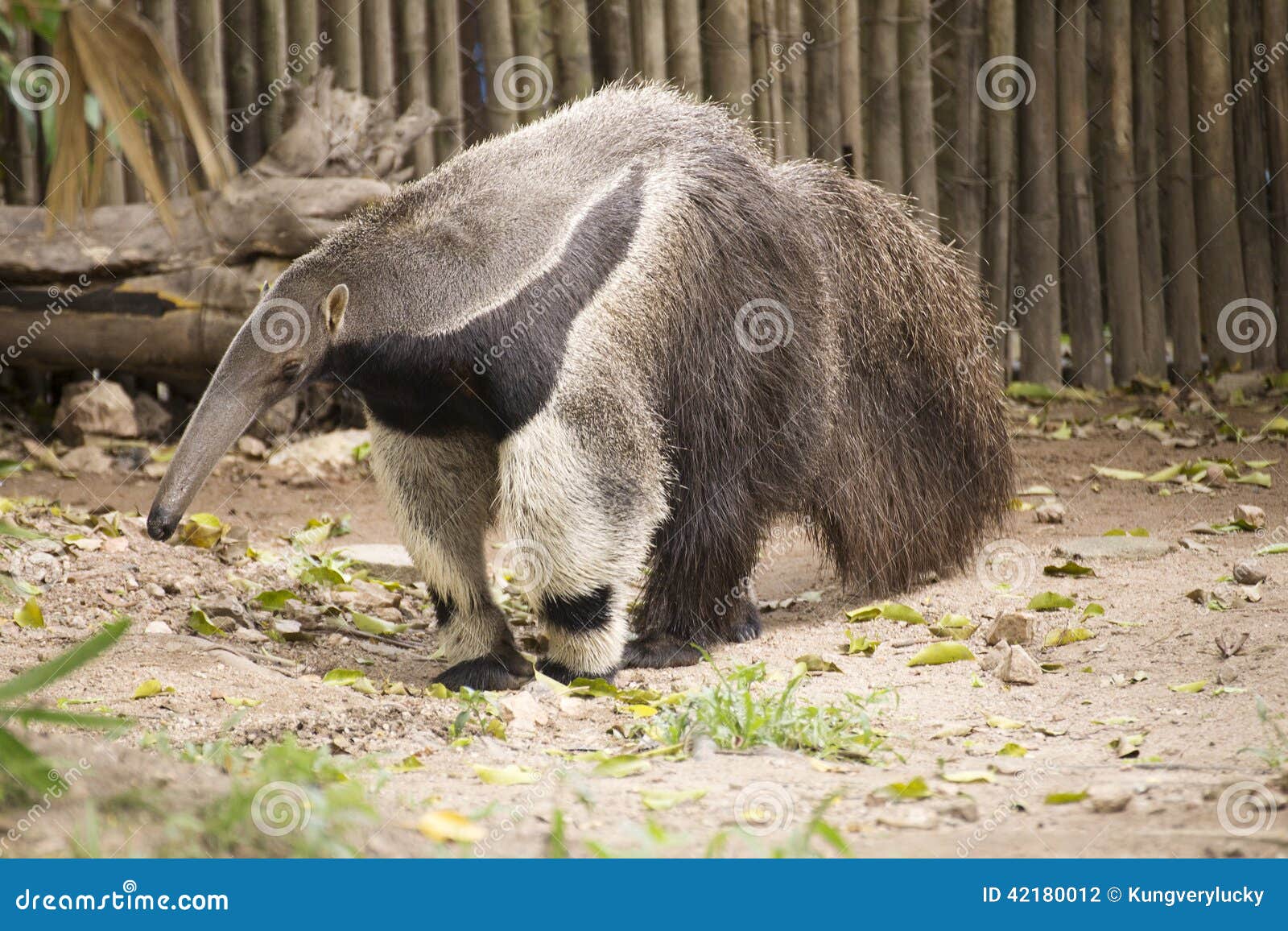 Giant ant eater walking stock photo. Image of wild, grosso - 42180012