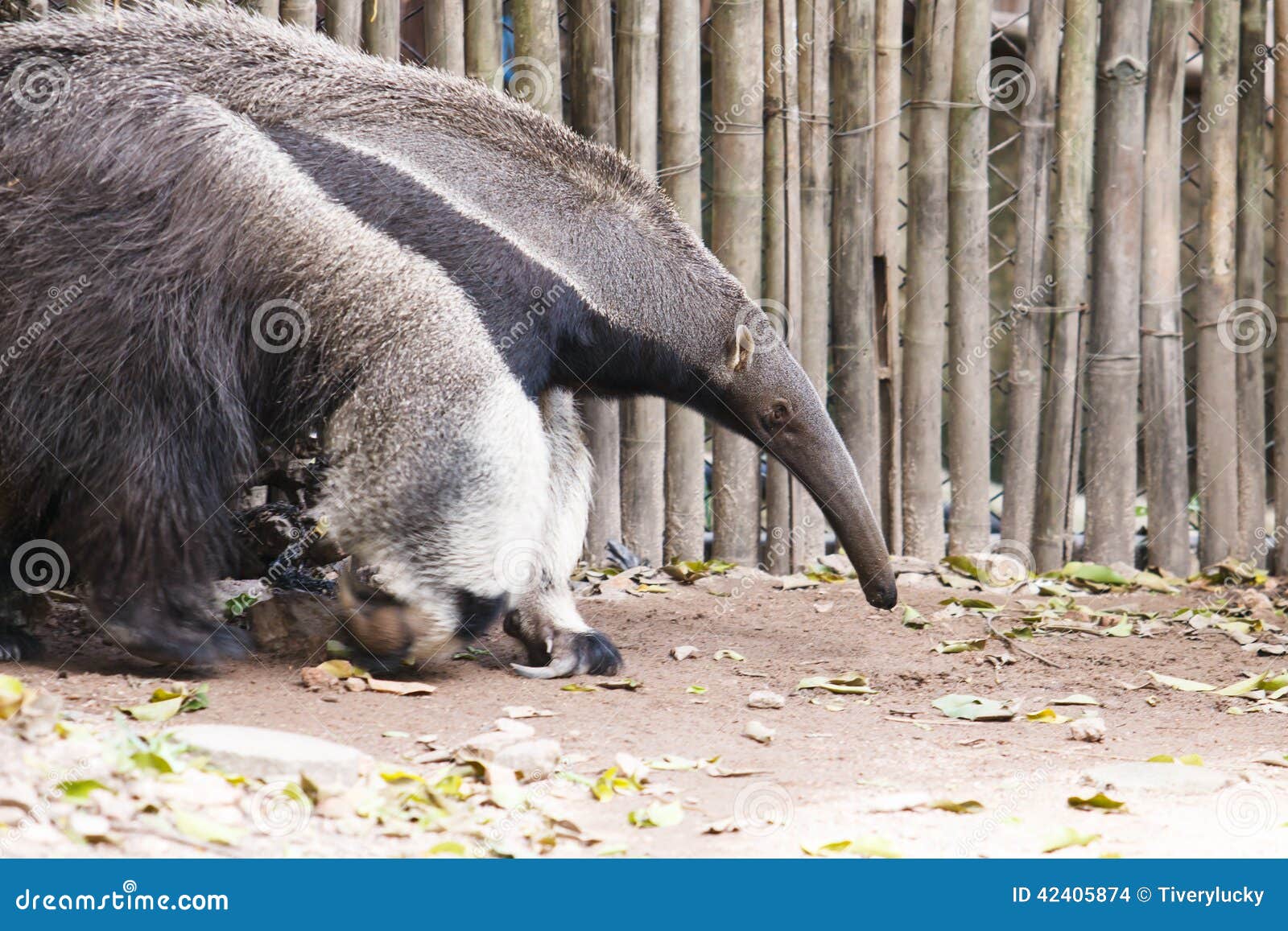 Giant ant eater stock photo. Image of mammal, grey, wild - 42405874