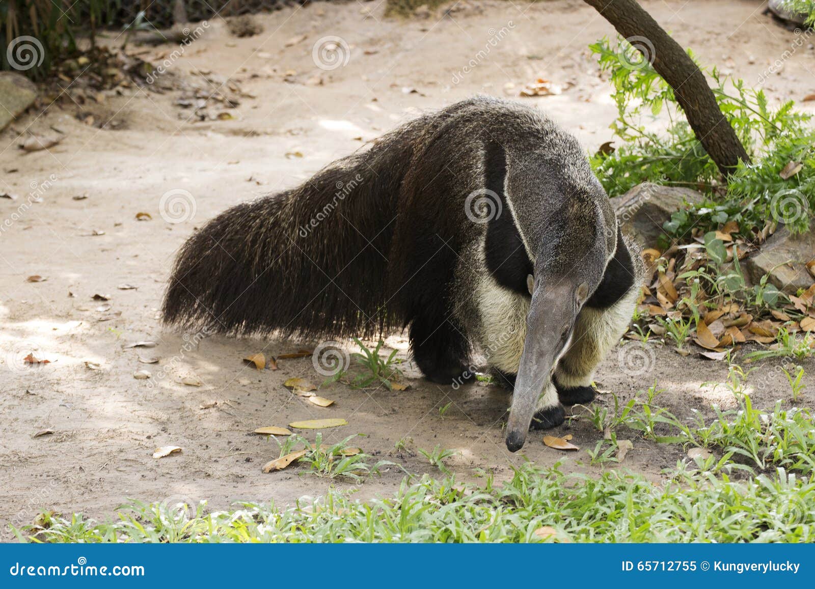 Giant ant eater stock image. Image of mato, food, savanna - 65712755