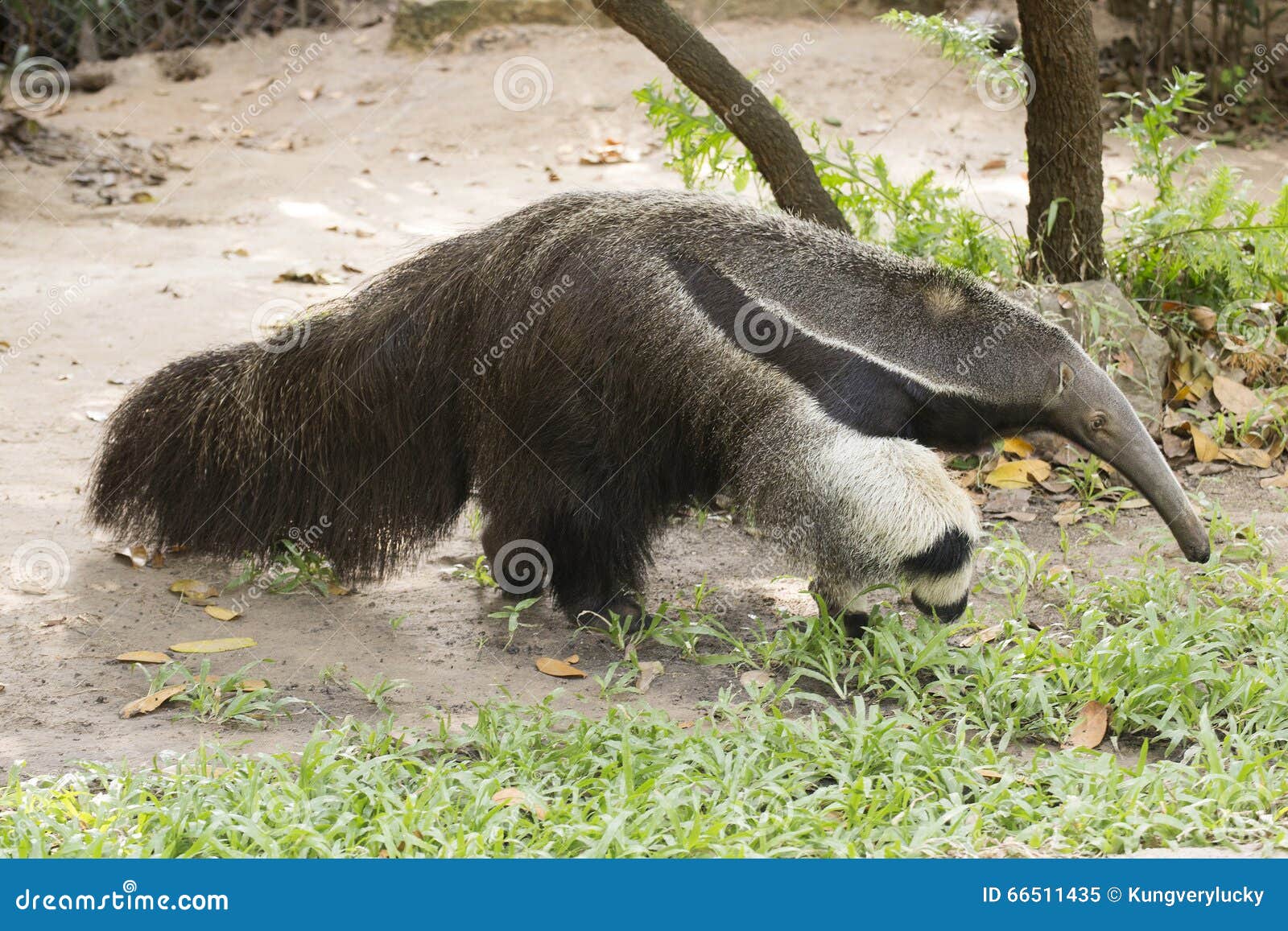Giant ant eater stock image. Image of furry, grosso, looking - 66511435