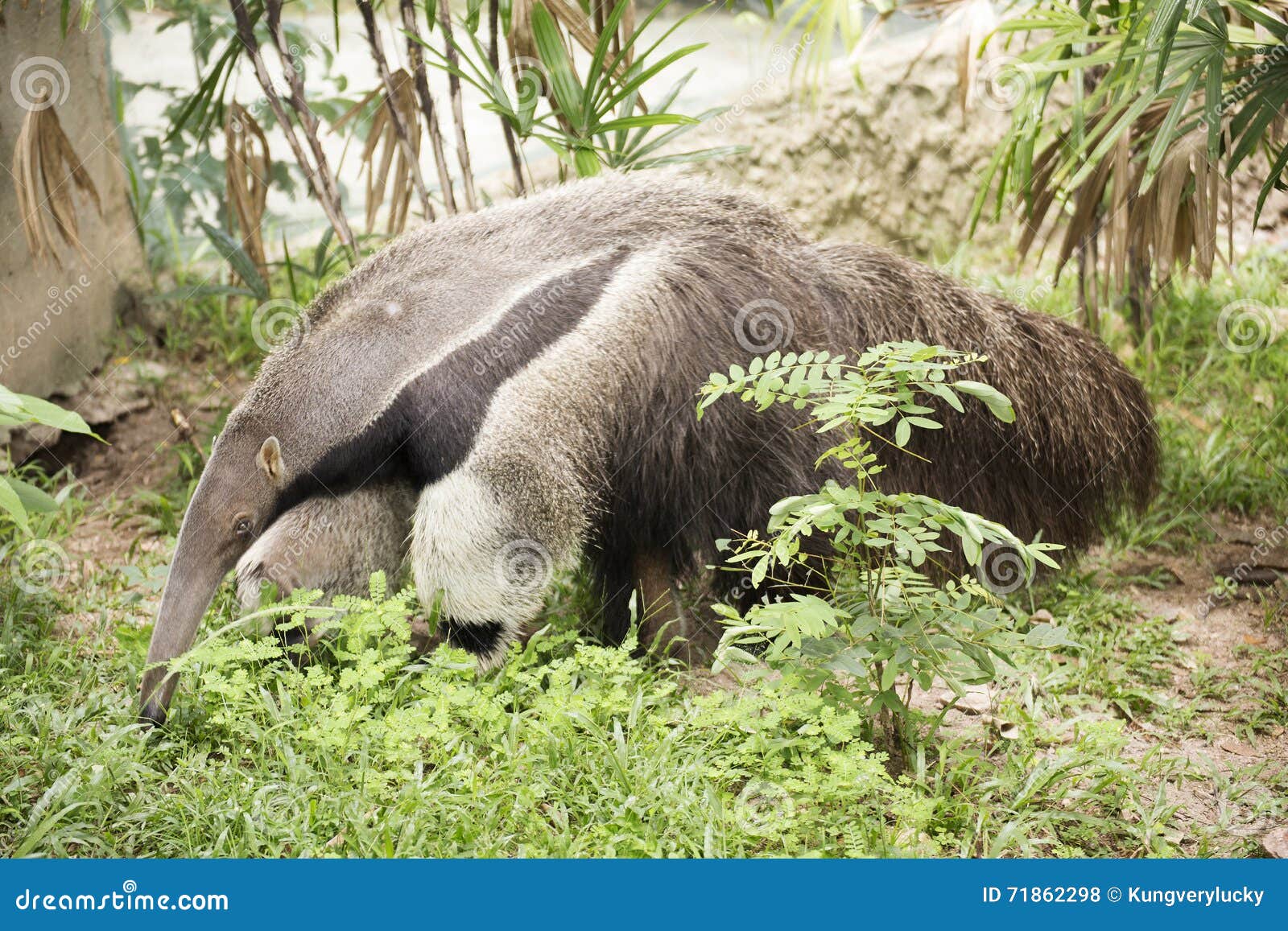 Giant ant eater stock photo. Image of long, savanna, outdoors - 71862298