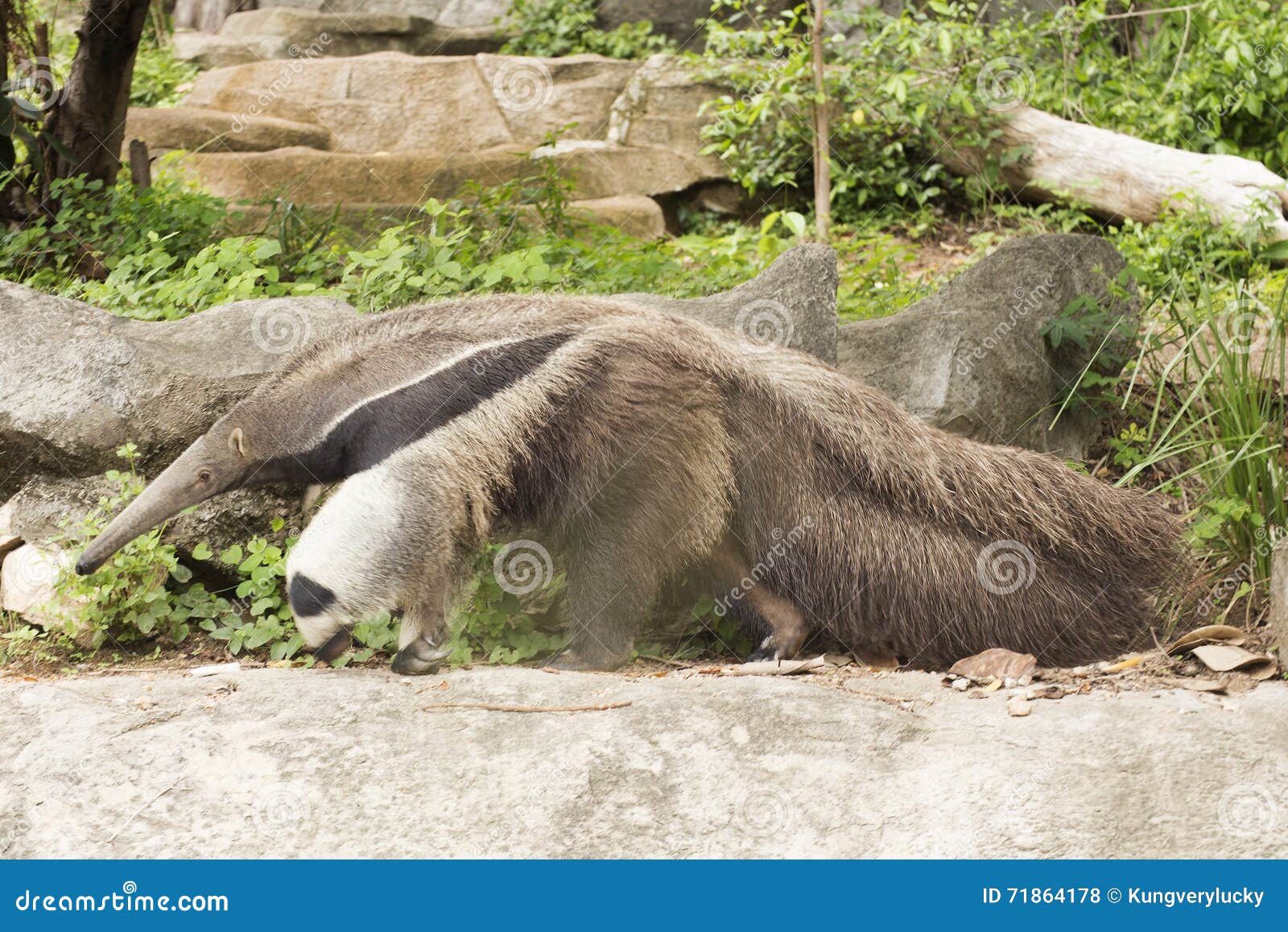 Giant ant eater walking stock photo. Image of outdoors - 71864178