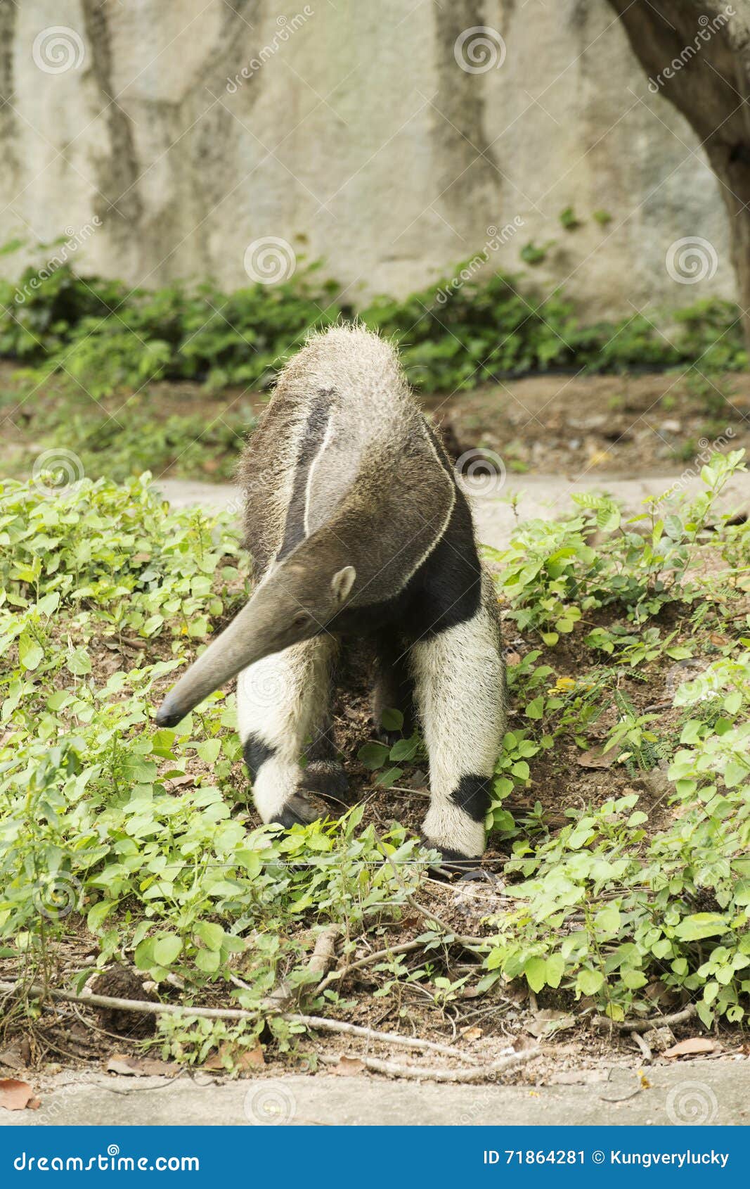 Giant ant eater stock image. Image of side, mato, nature - 71864281