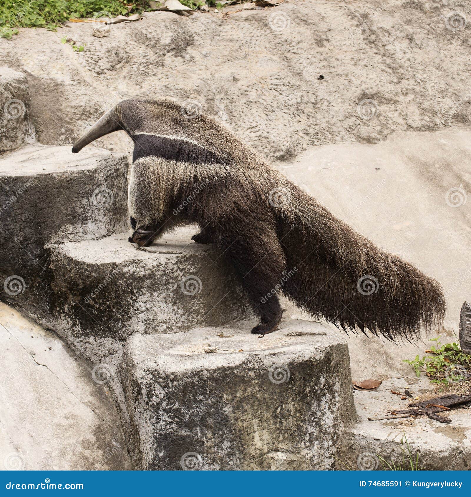 Giant ant eater walking stock image. Image of brazil - 74685591