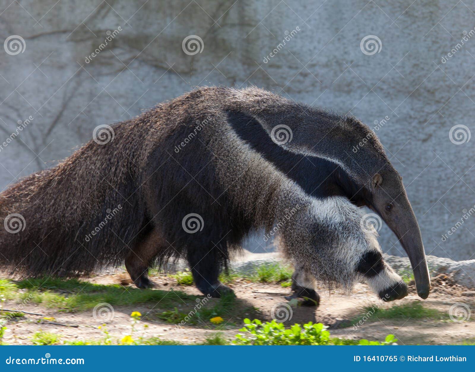 Giant Anteater (Myrmecophaga Tridactyla). Skin Texture. Stock Photo ...