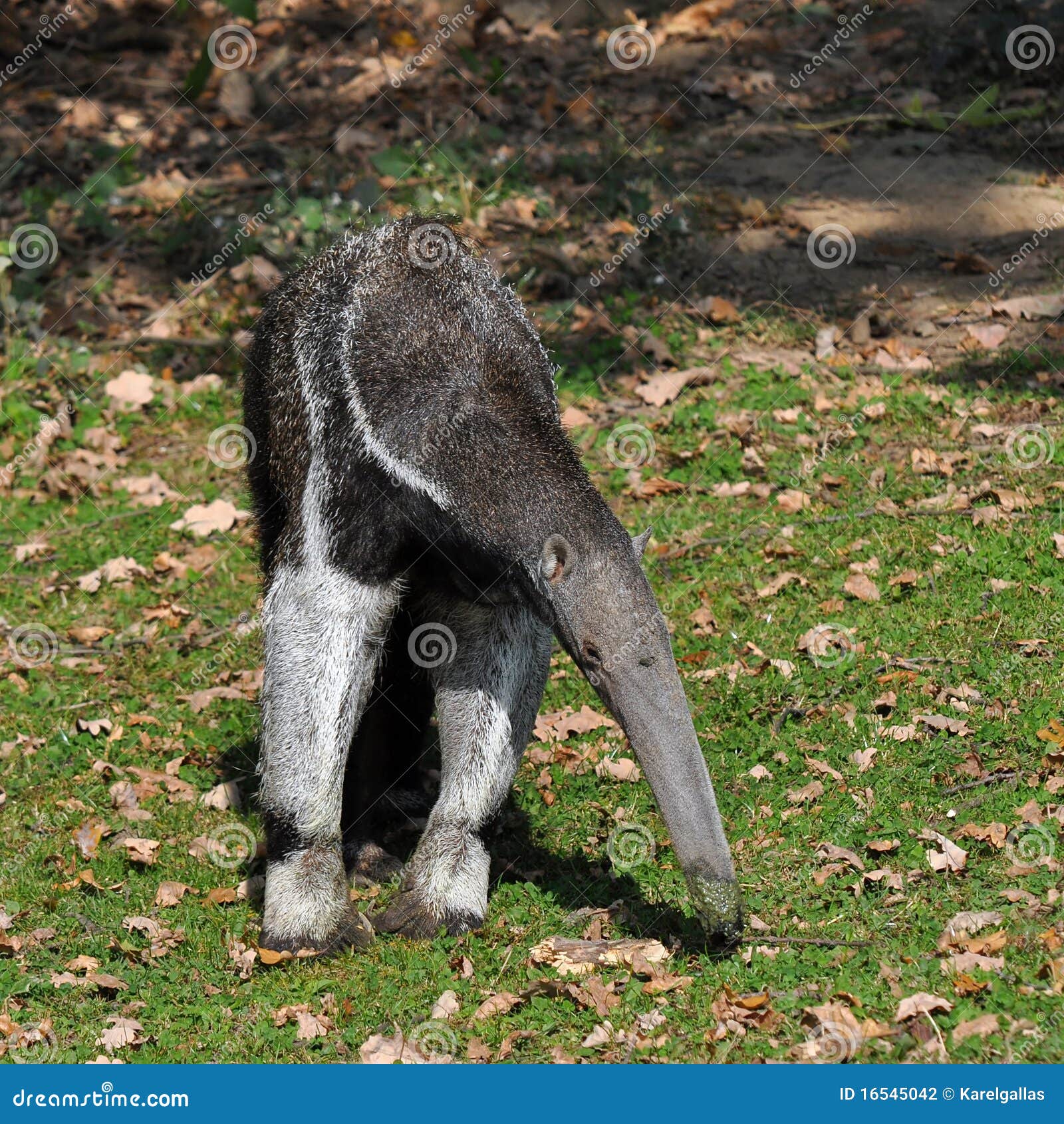 Giant anteater stock photo. Image of tridactyla, giant - 16545042