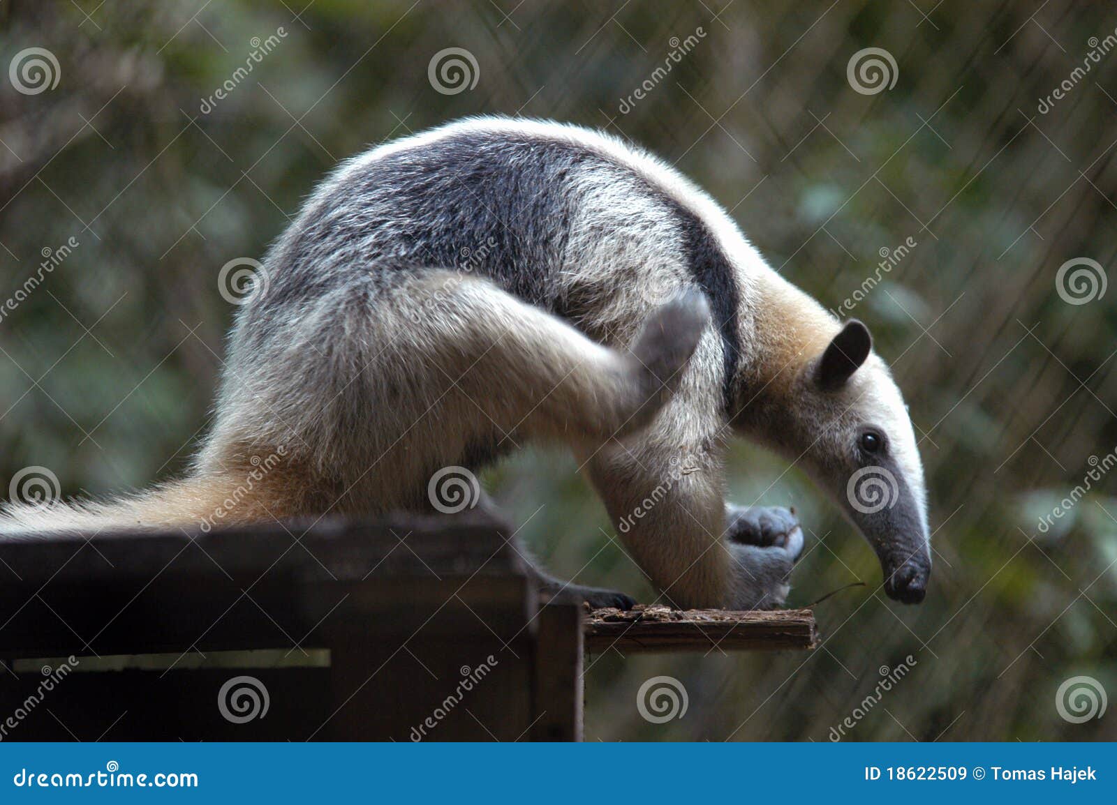 Giant Anteater (Myrmecophaga Tridactyla). Skin Texture. Stock Photo ...