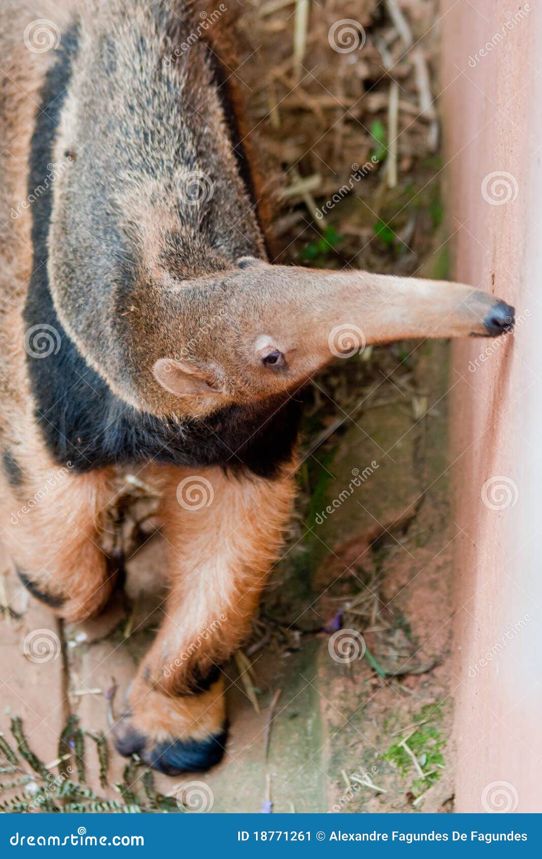 Giant Anteater stock image. Image of paulo, brown, america - 18771261