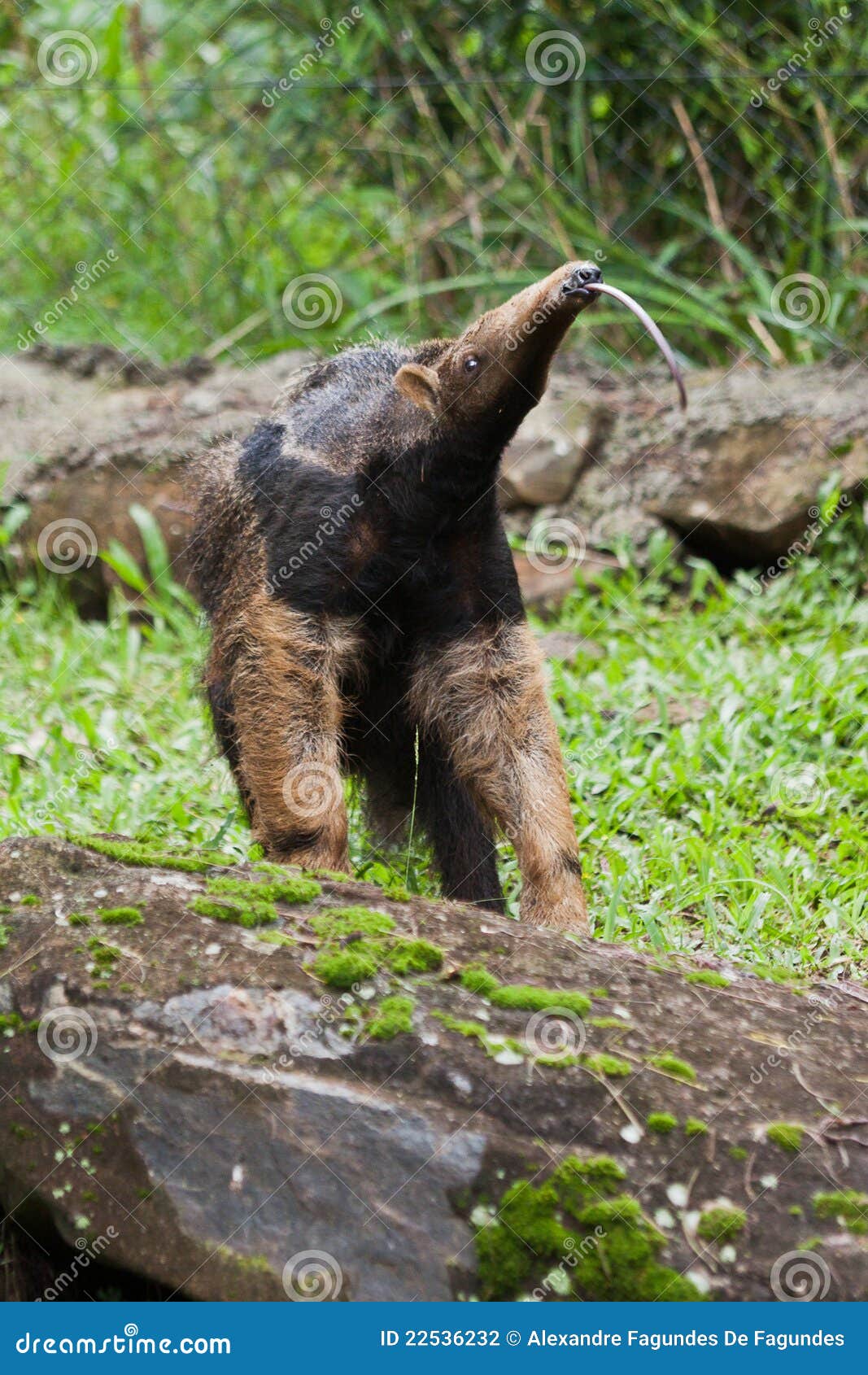 Giant Anteater (Myrmecophaga Tridactyla). Skin Texture. Stock Photo ...