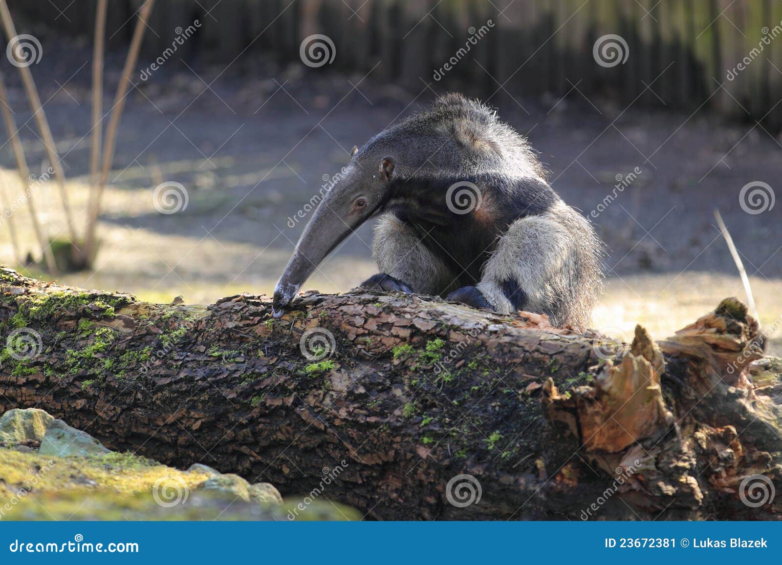 Giant Anteater (Myrmecophaga Tridactyla). Skin Texture. Stock Photo ...