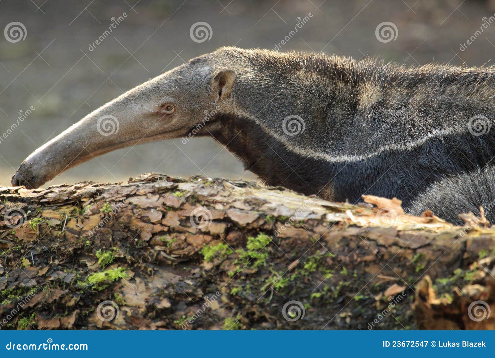 Giant Anteater (Myrmecophaga Tridactyla). Skin Texture. Stock Photo ...