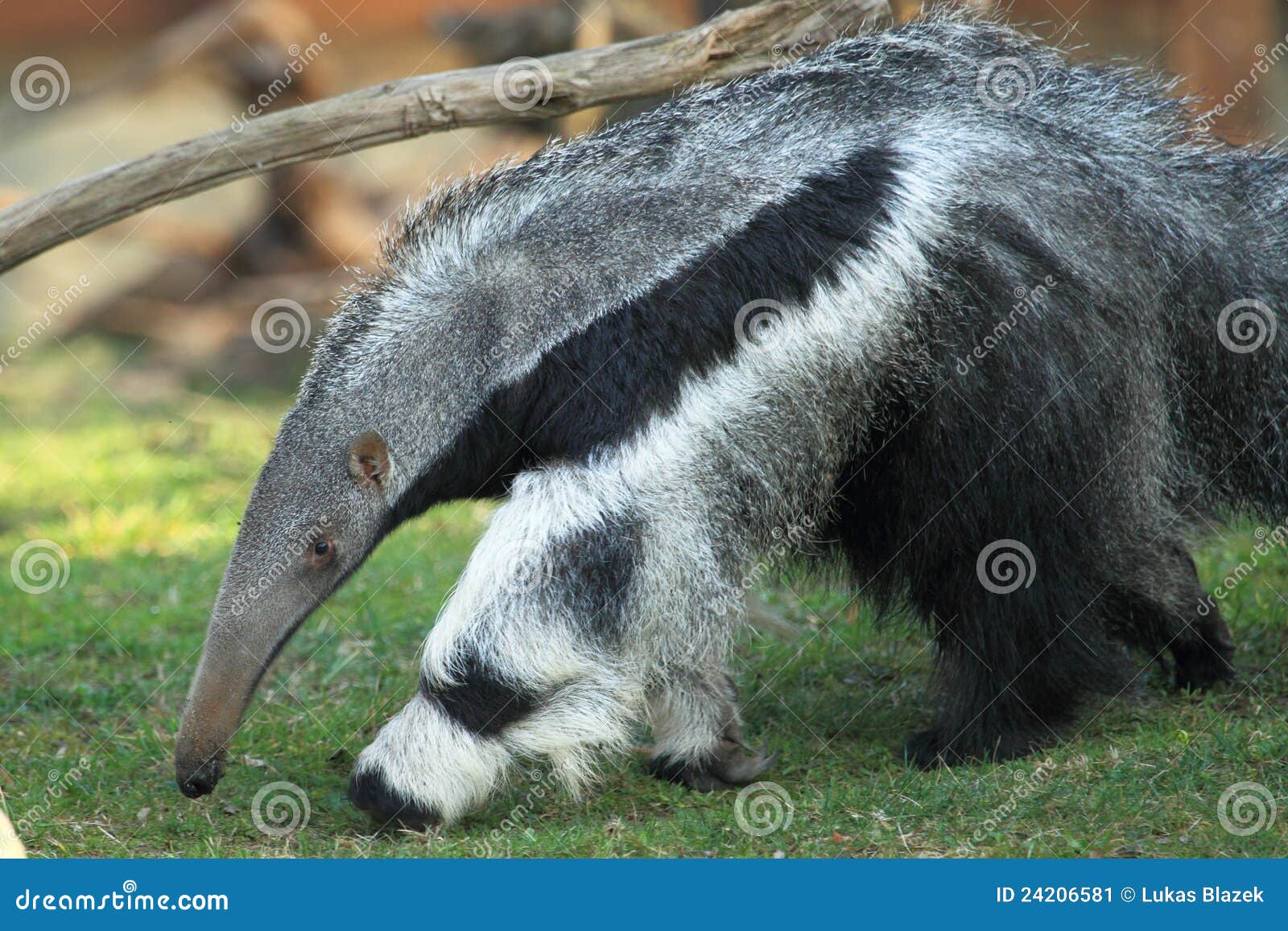 Giant Anteater (Myrmecophaga Tridactyla). Skin Texture. Stock Photo ...