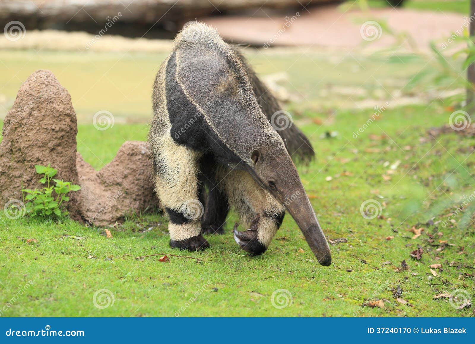 Giant Anteater (Myrmecophaga Tridactyla). Skin Texture. Stock Photo ...