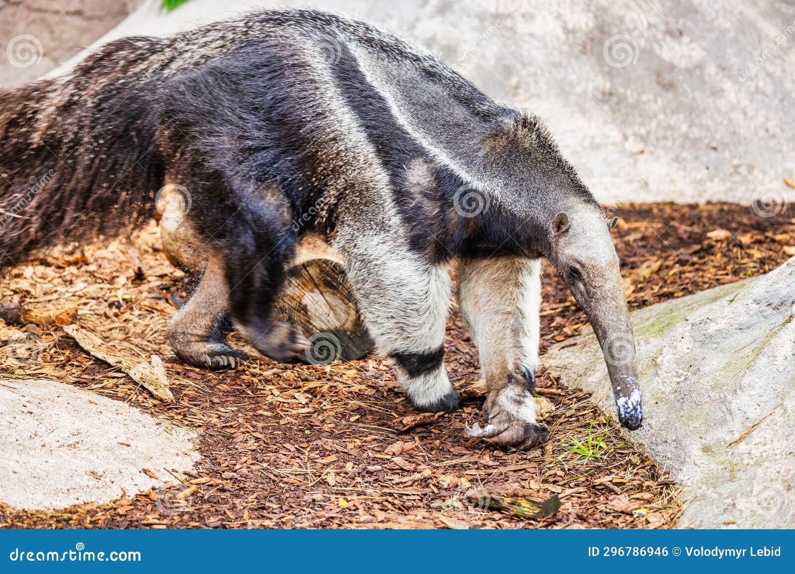 Giant Anteater, Animal Walking on the Ground Stock Photo - Image of ...