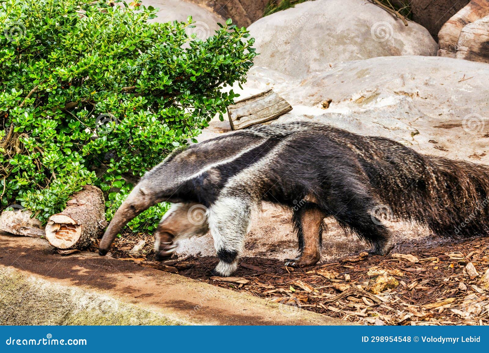 Giant Anteater, Animal Walking on the Ground Stock Photo - Image of ...