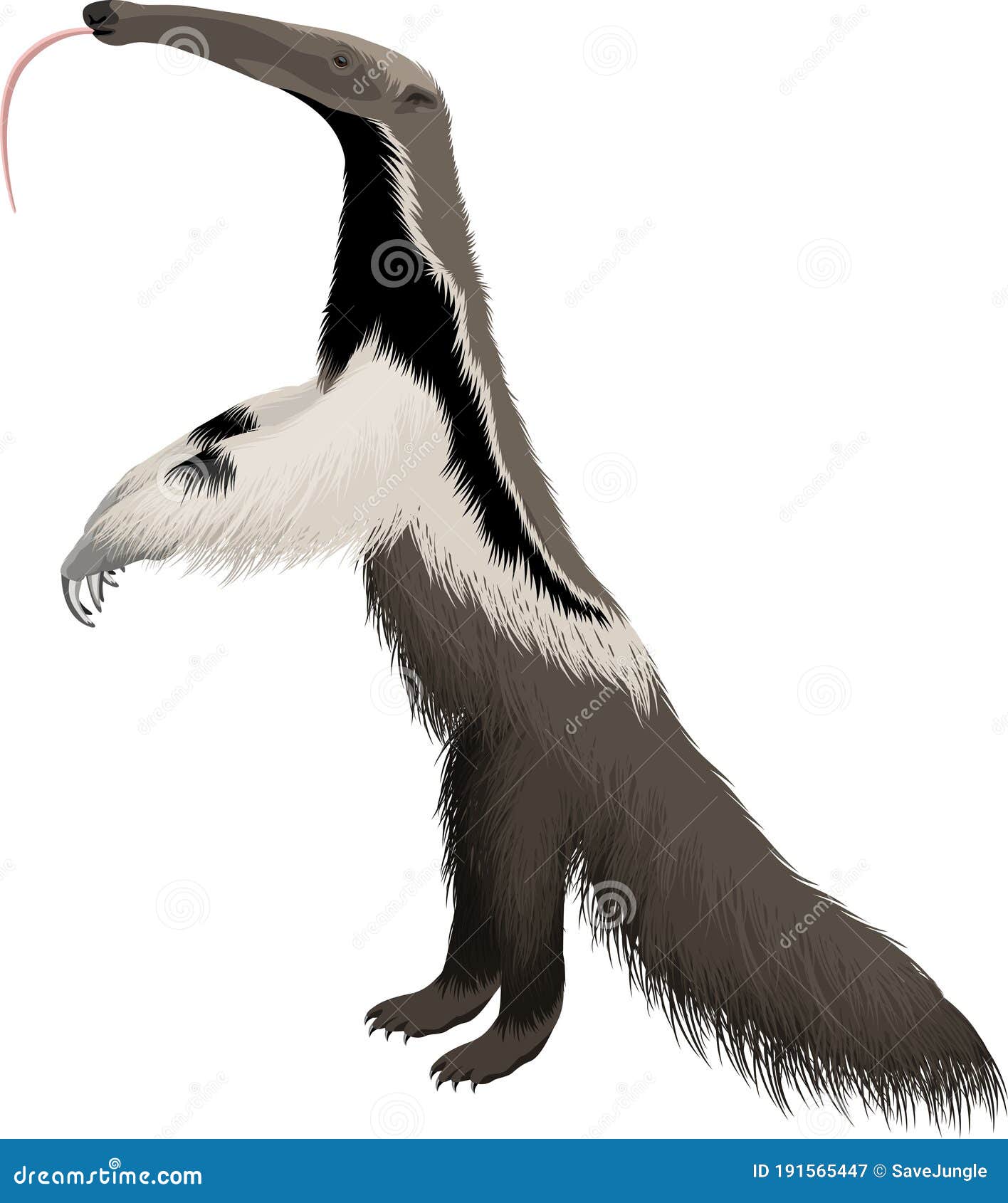 Giant Anteater Royalty-Free Stock Image | CartoonDealer.com #60144172