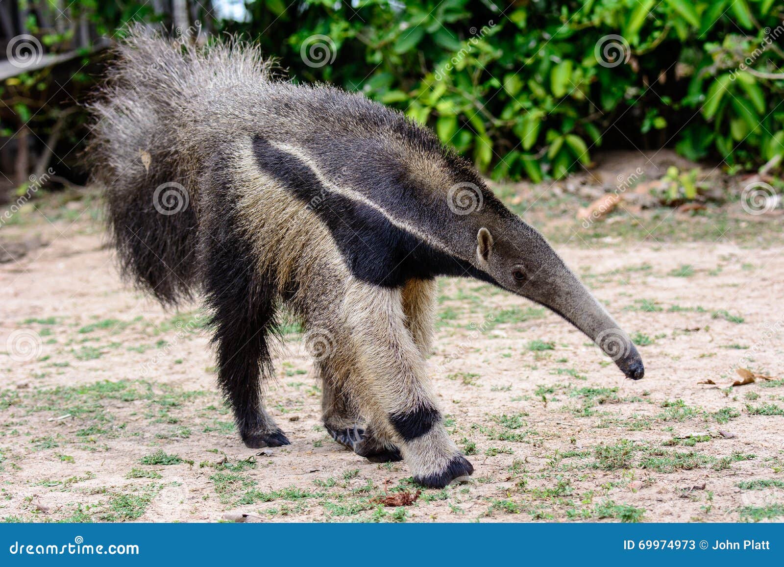 Giant Anteater on the move stock image. Image of safari - 69974973