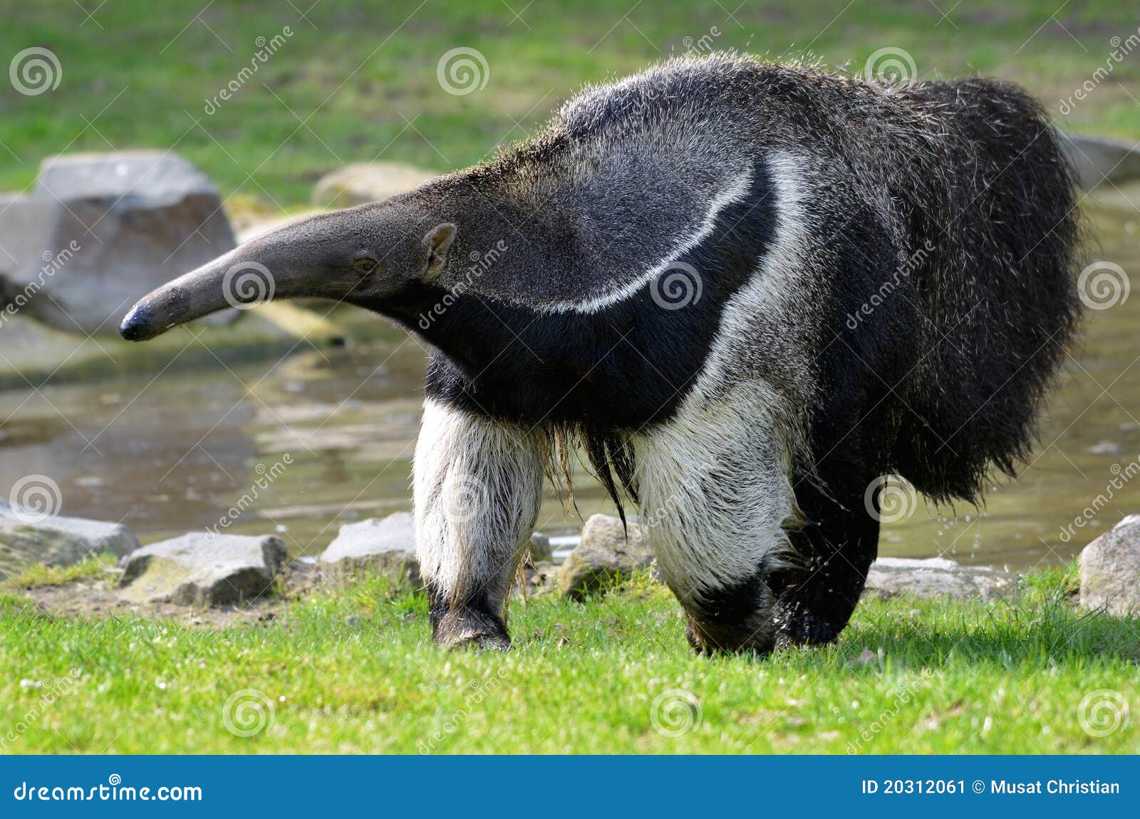 Giant Anteater Walking on Grass Stock Image - Image of grey, bizarre ...