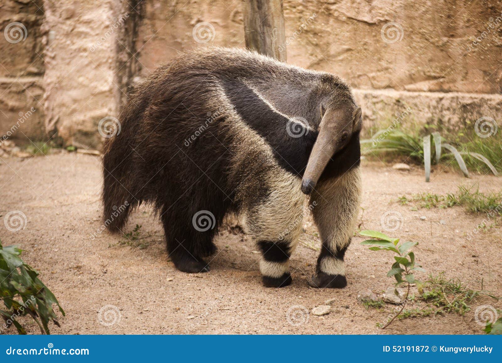 Giant Anteater stock photo. Image of gray, anteater, nose - 52191872
