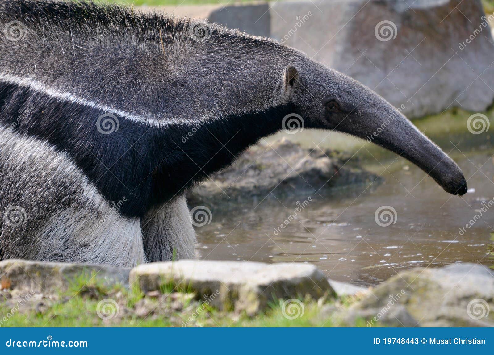 Giant Anteater in the Water Stock Image - Image of profile, detail ...