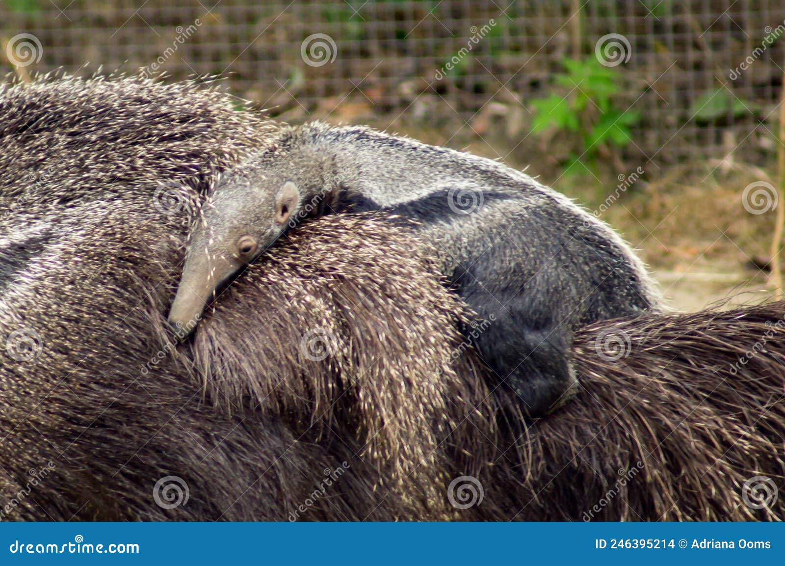 Giant anteater stock photo. Image of animal, wild, bear - 246395214