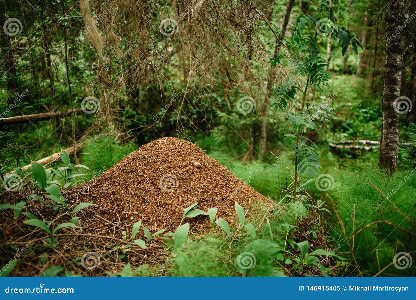 A Giant Anthill Built By A Forest Ant. Murovenik In The Forest Royalty ...