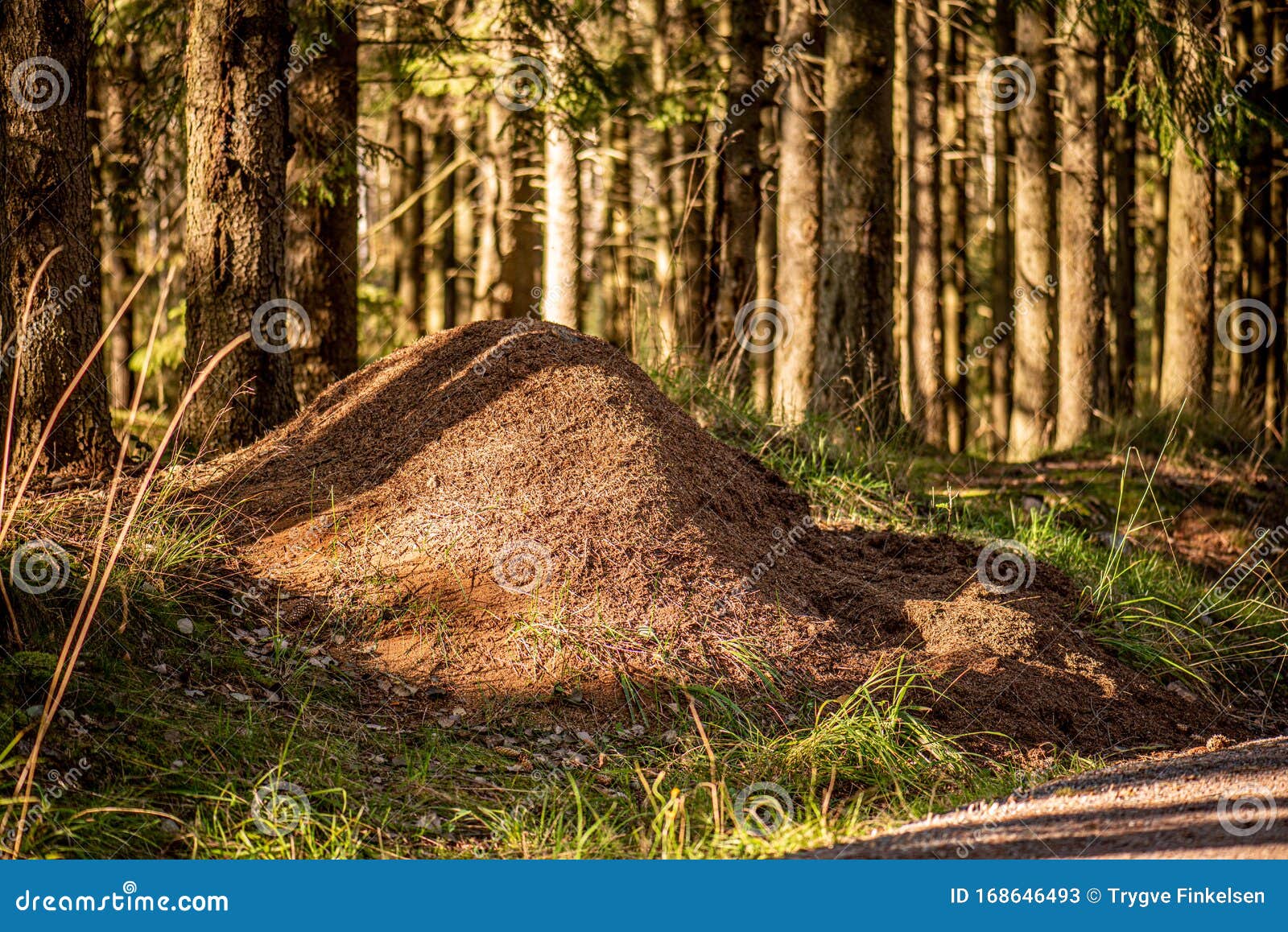A Giant Anthill by the Side of a Path through a Park Stock Image ...